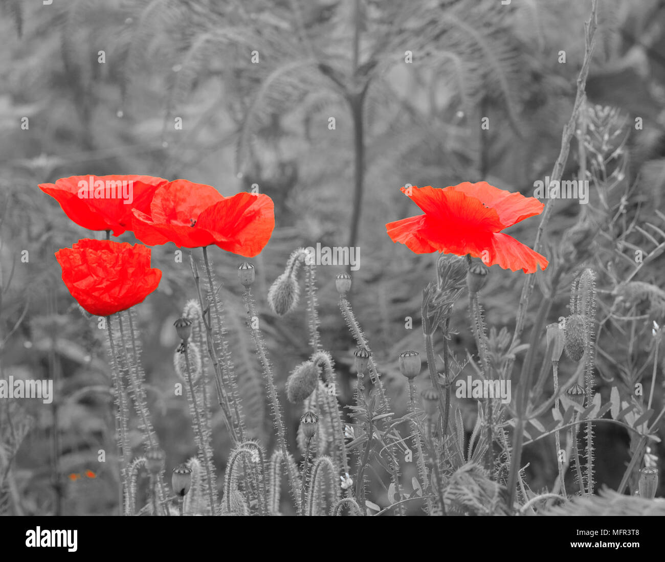 Red common poppies against a desaturated monochrome background Stock ...