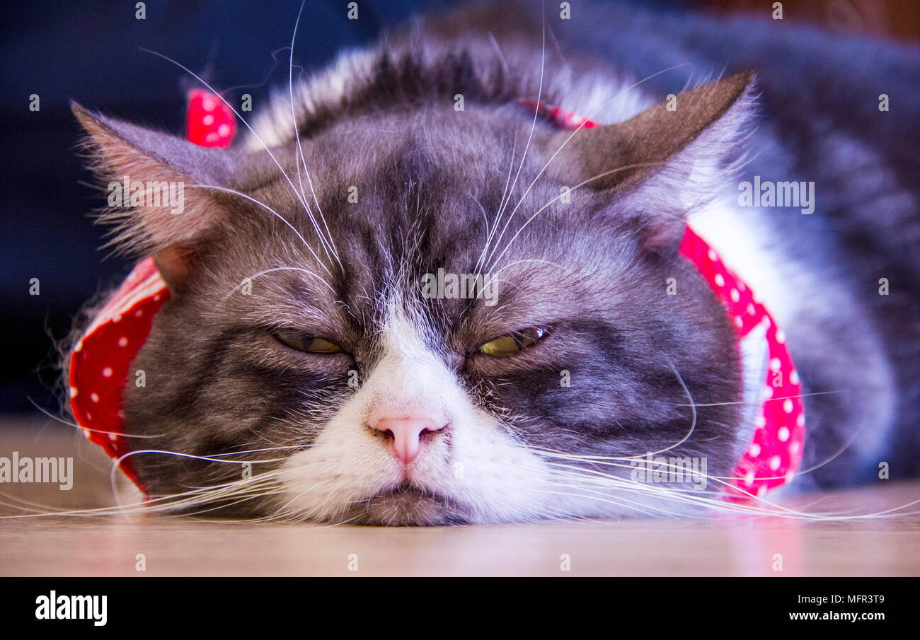 Boring domestic cat lying on floor, American Shorthair Stock Photo - Alamy