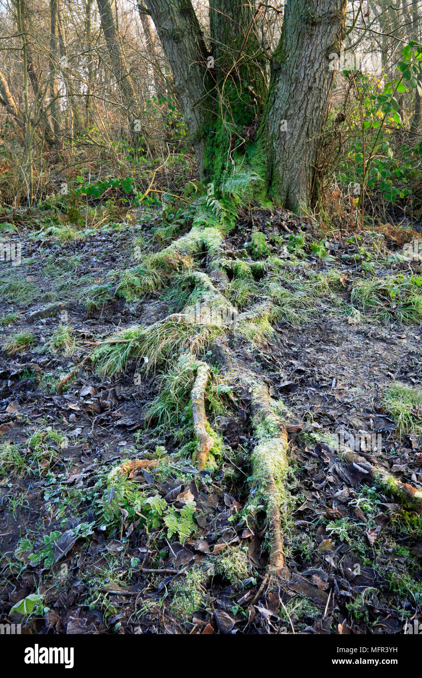 The roots of an alder tree covered with moss and running across the ...