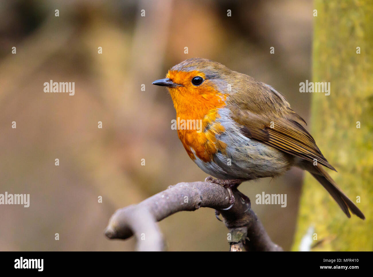 The uks birds hi-res stock photography and images - Alamy