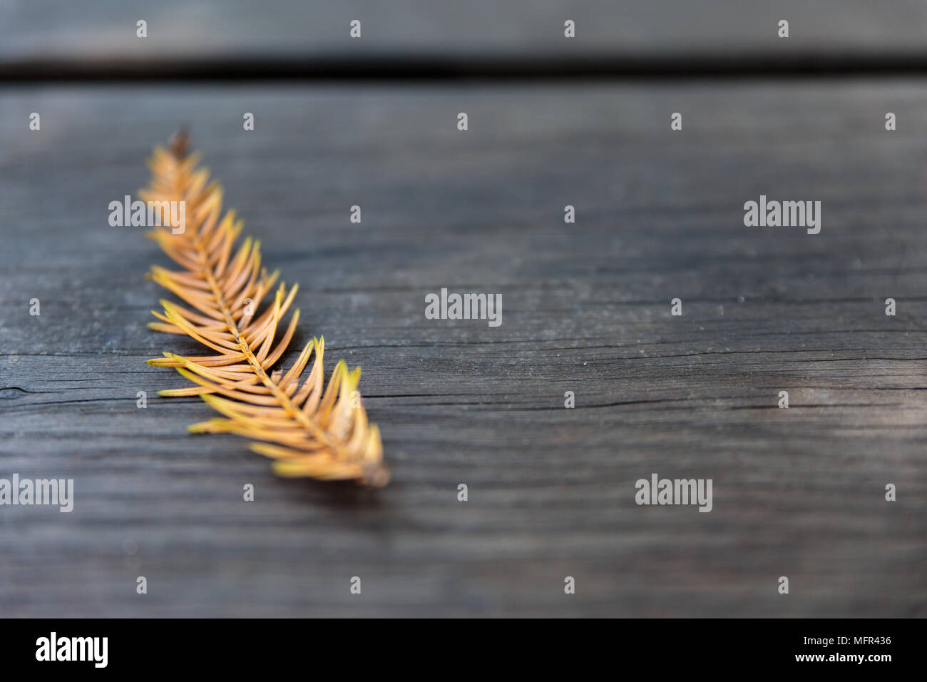 Foreground leaf hi-res stock photography and images - Alamy
