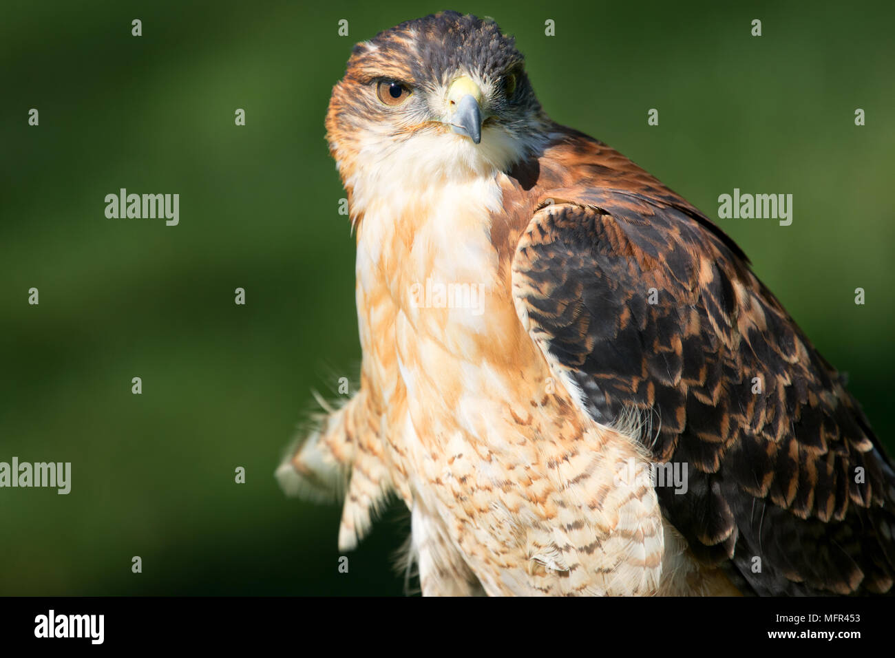 Red tailed buzzard - Buteo jamaicensis. Buzzard poised and ready to ...