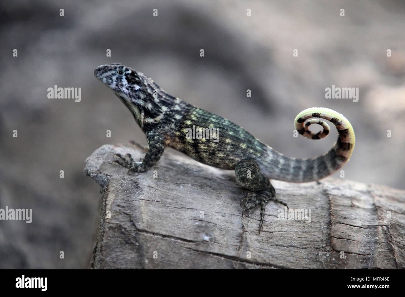 Northern Curly Tailed Lizard High Resolution Stock Photography and ...