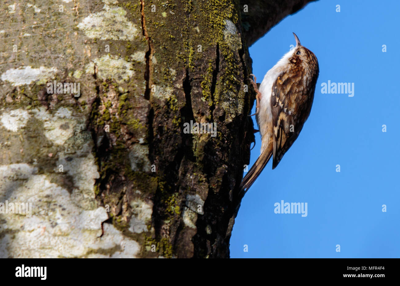 Small tree climbing bird hi-res stock photography and images - Alamy