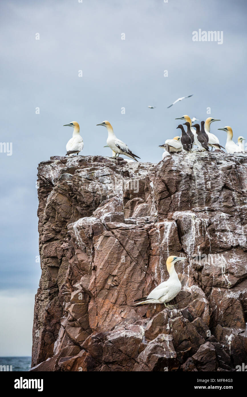 Bass rock and birds hi-res stock photography and images - Alamy