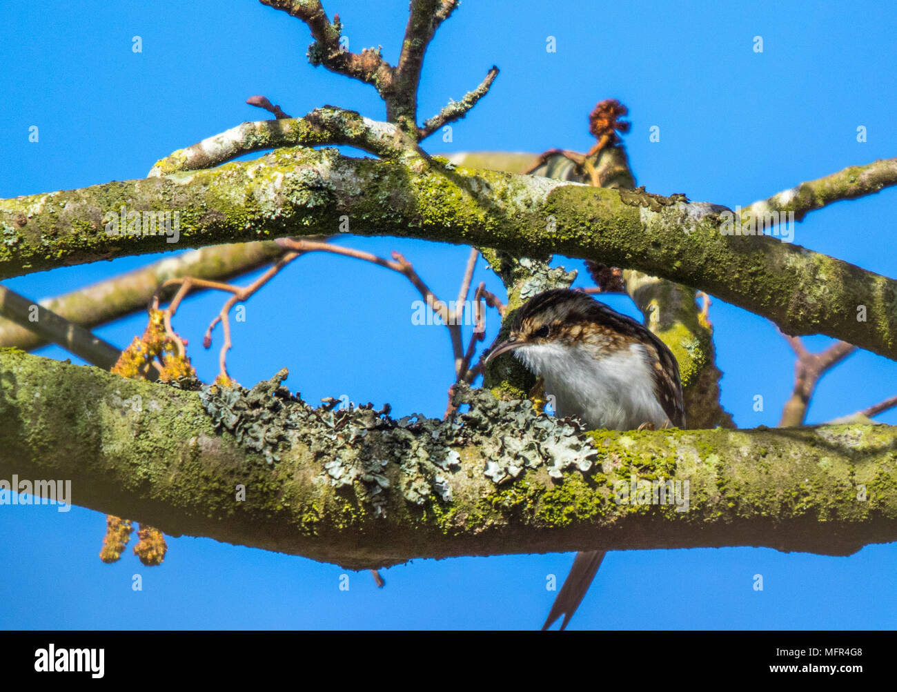 Small tree climbing bird hi-res stock photography and images - Alamy