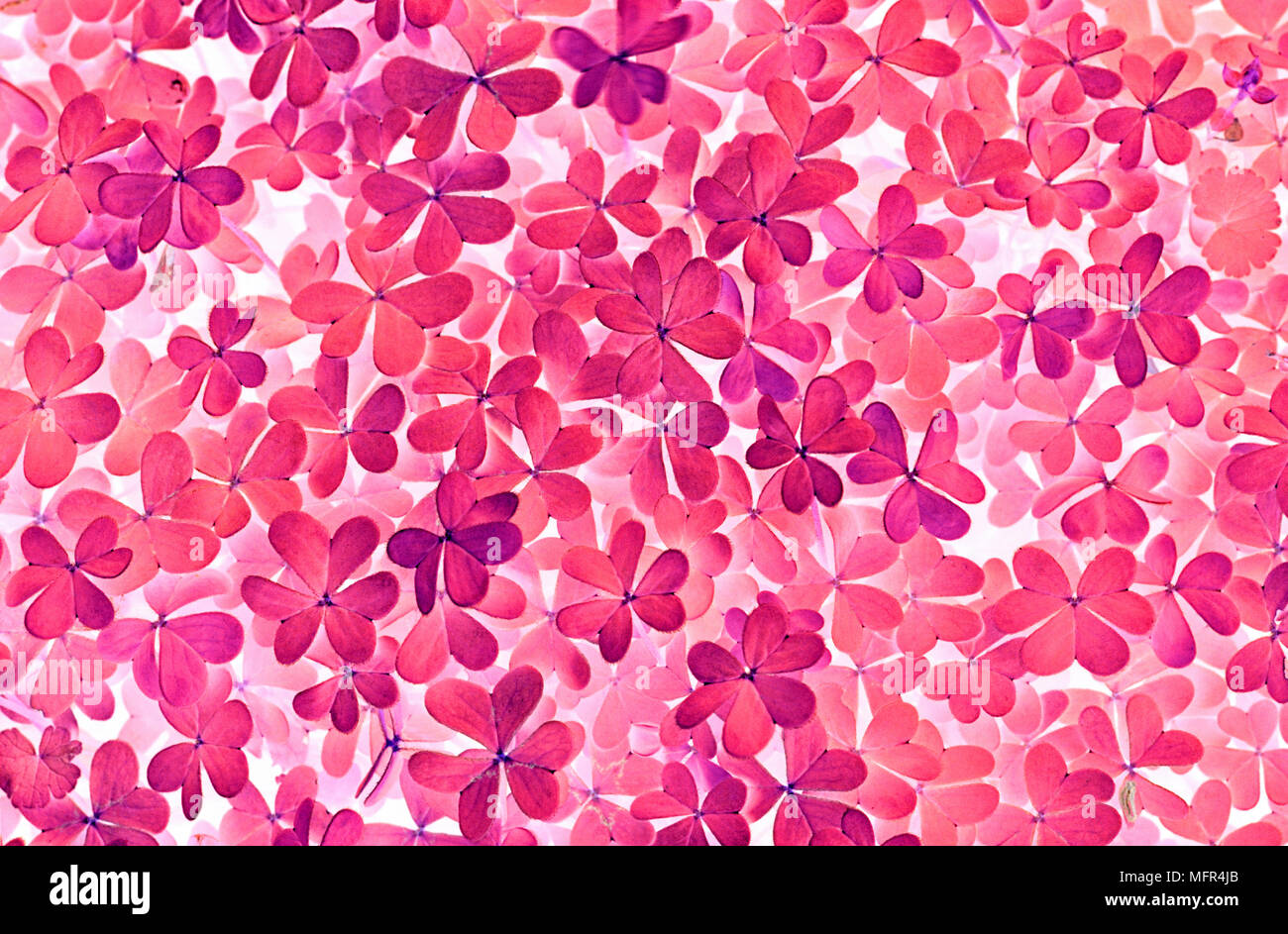 Inverted color photo of clover field Stock Photo - Alamy