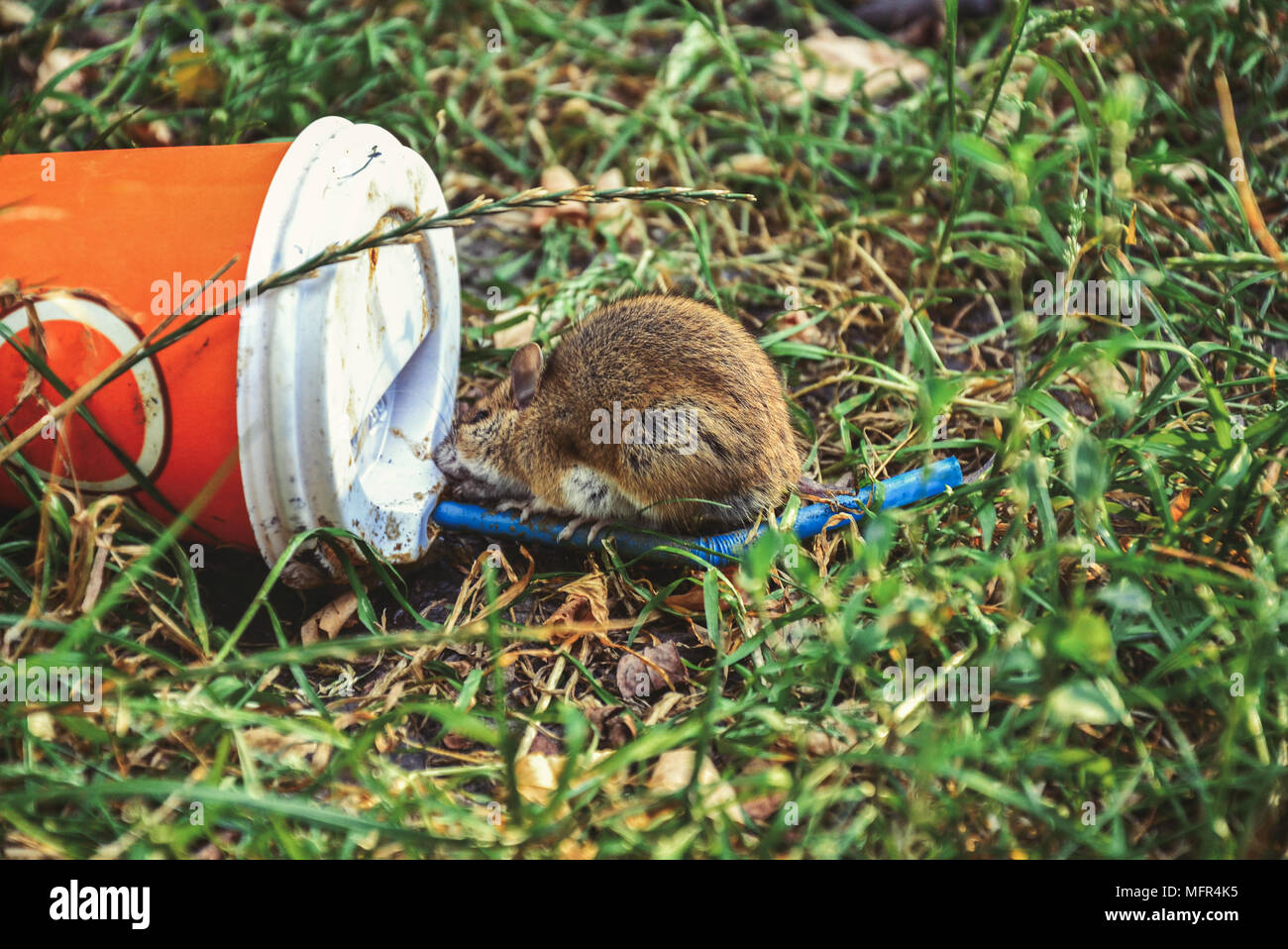 Mouse garbage hi-res stock photography and images - Alamy