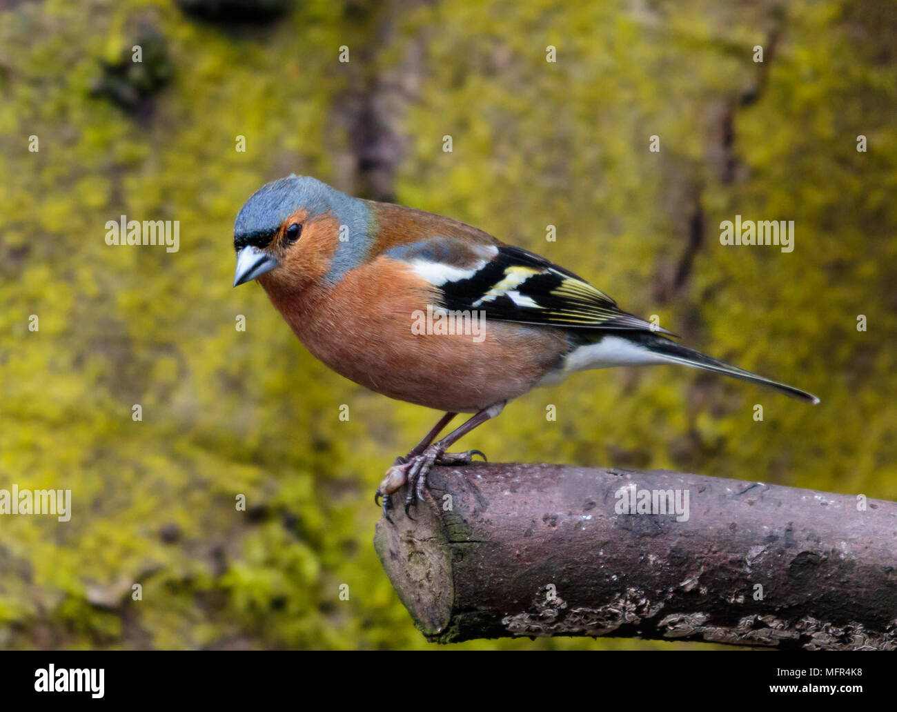 Colourful chaffinch hi-res stock photography and images - Alamy
