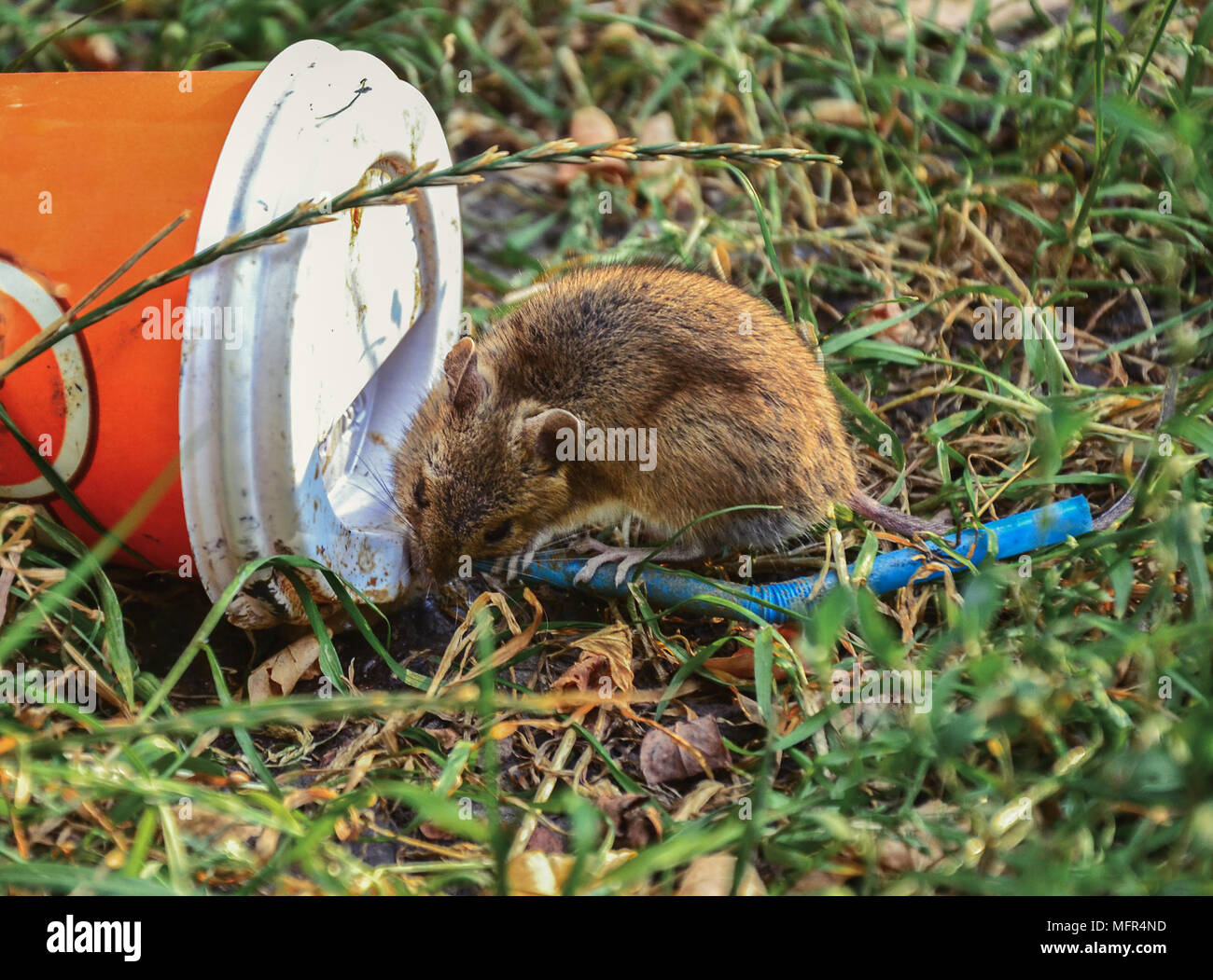 Little rat eating remains on thrown on the ground plastic cup Stock ...