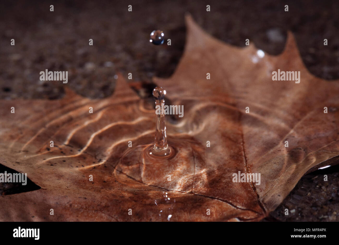 Water drop falling on water surface of a pond with maple leaf Stock ...
