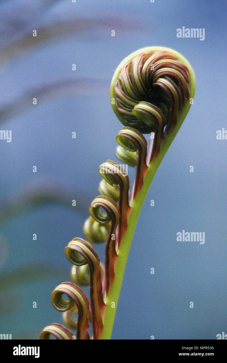 Fern head hi-res stock photography and images - Alamy