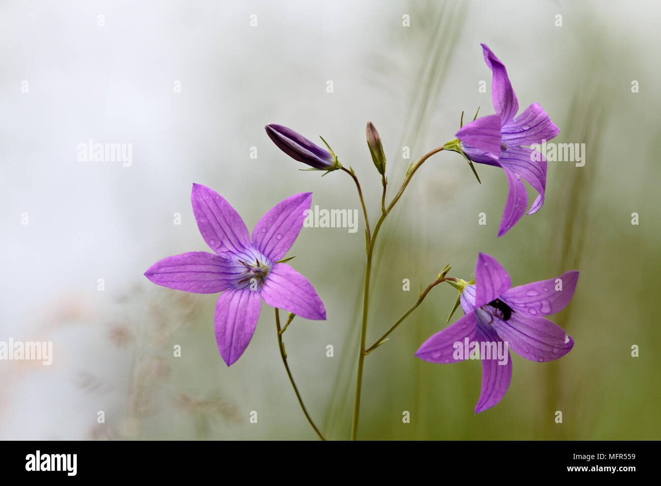 Field bellflower hi-res stock photography and images - Alamy