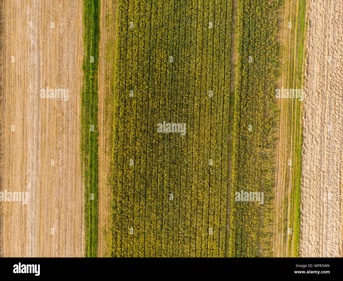 Aerial flight over yellow blooming hi-res stock photography and images ...