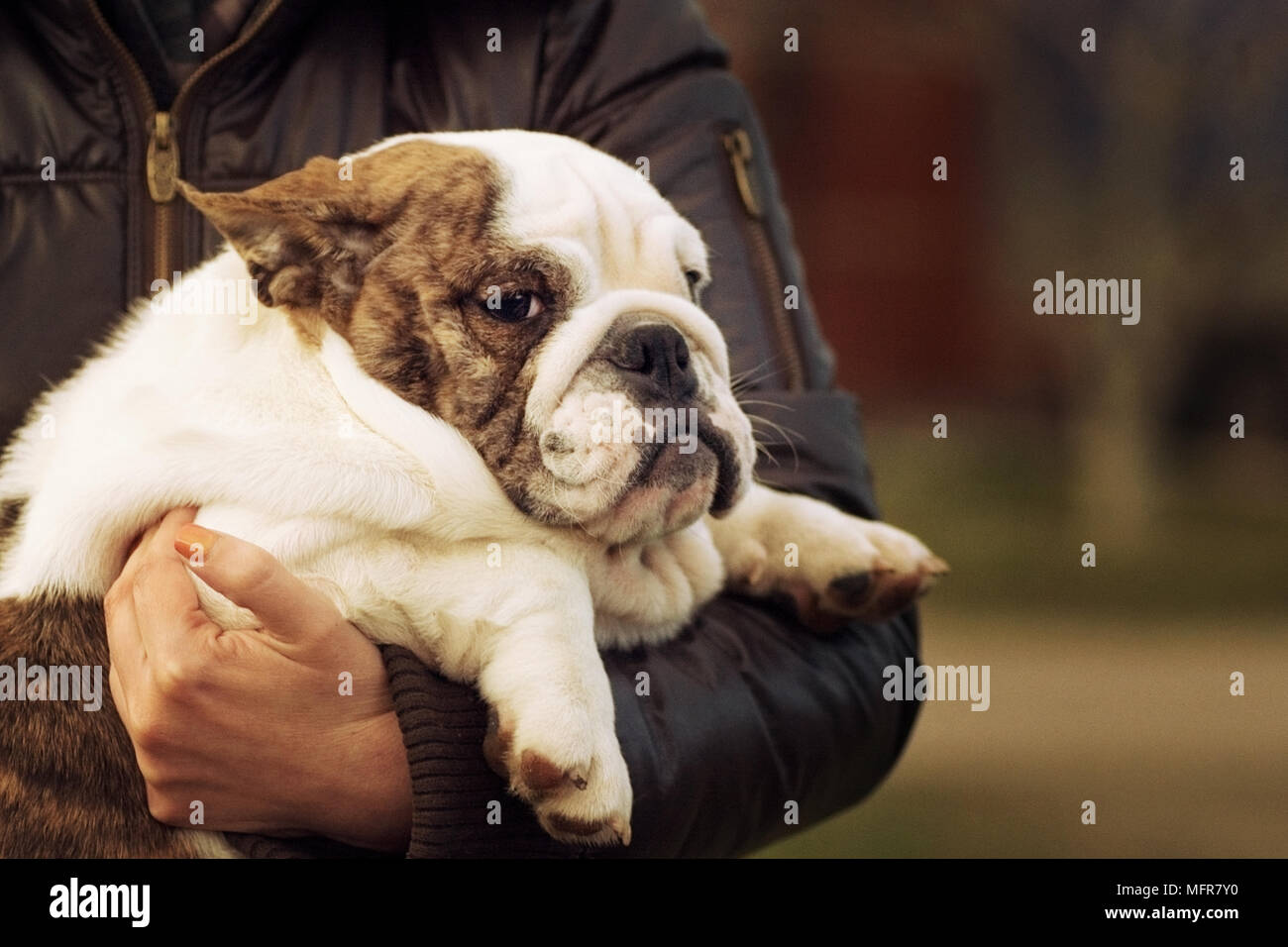 Human breed hi-res stock photography and images - Alamy