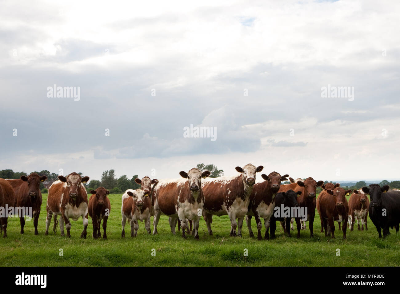 irish moiled cattle in field Stock Photo - Alamy