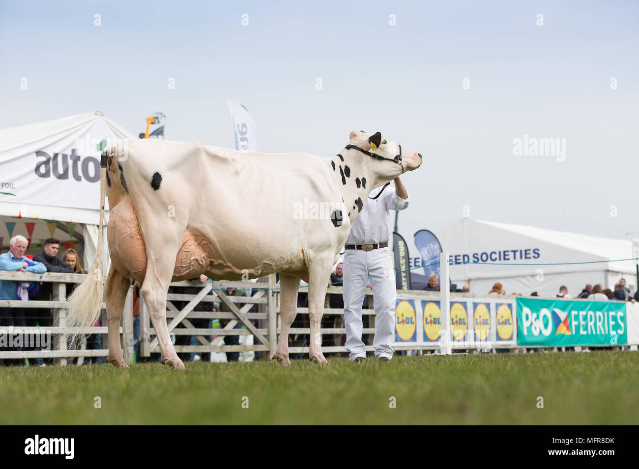 Champion cow hi-res stock photography and images - Alamy