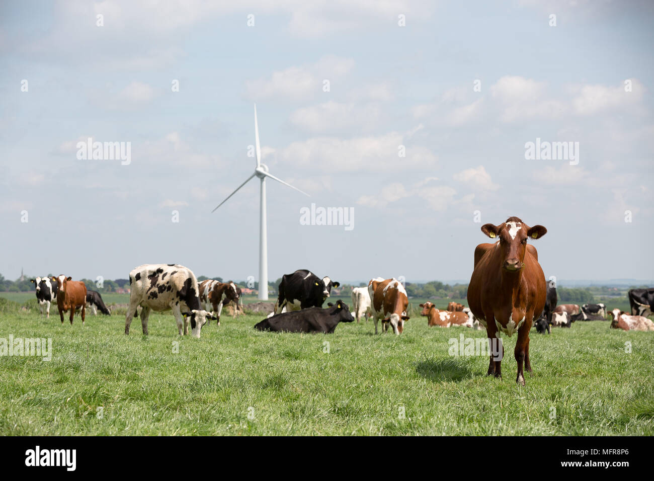 Dairy and wind farm hi-res stock photography and images - Alamy