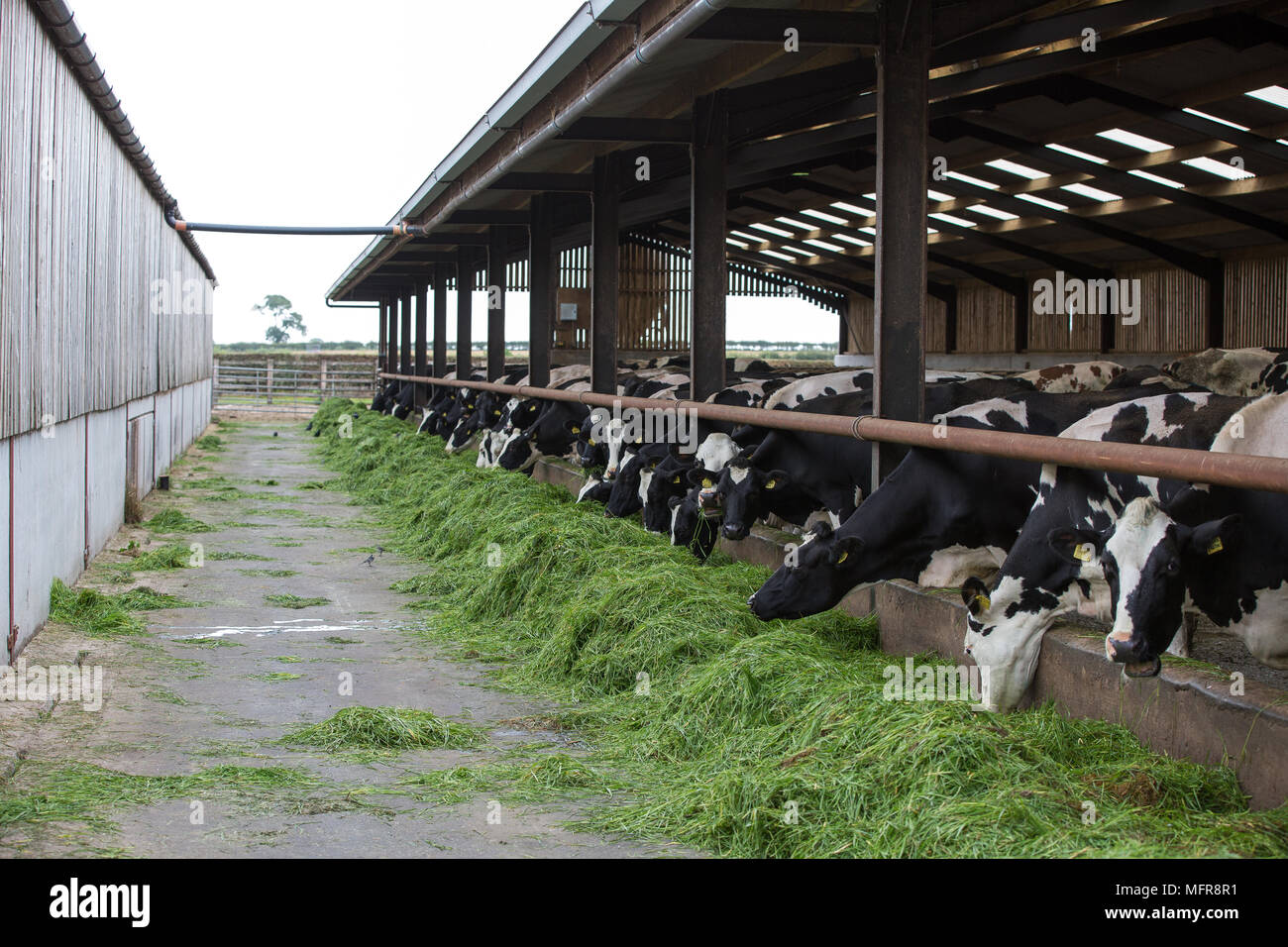 cows eating grass using zero grazing method Stock Photo - Alamy
