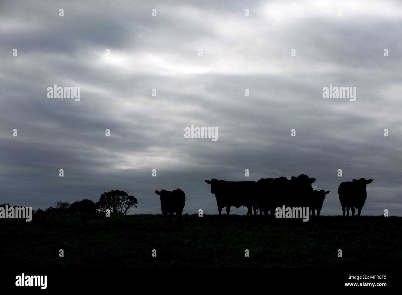 beef cows at dusk silhouette Stock Photo - Alamy
