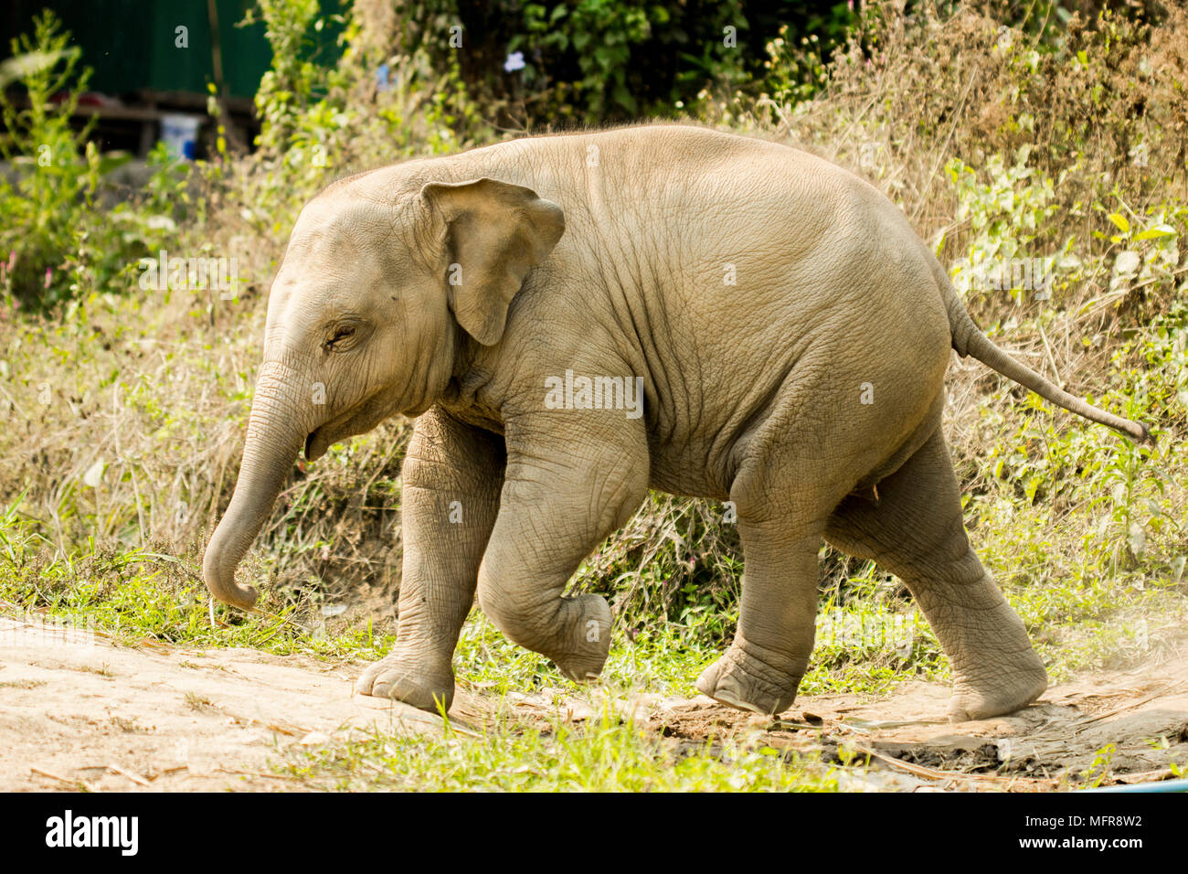 Baby Asian elephant walking isolated in nature Stock Photo - Alamy
