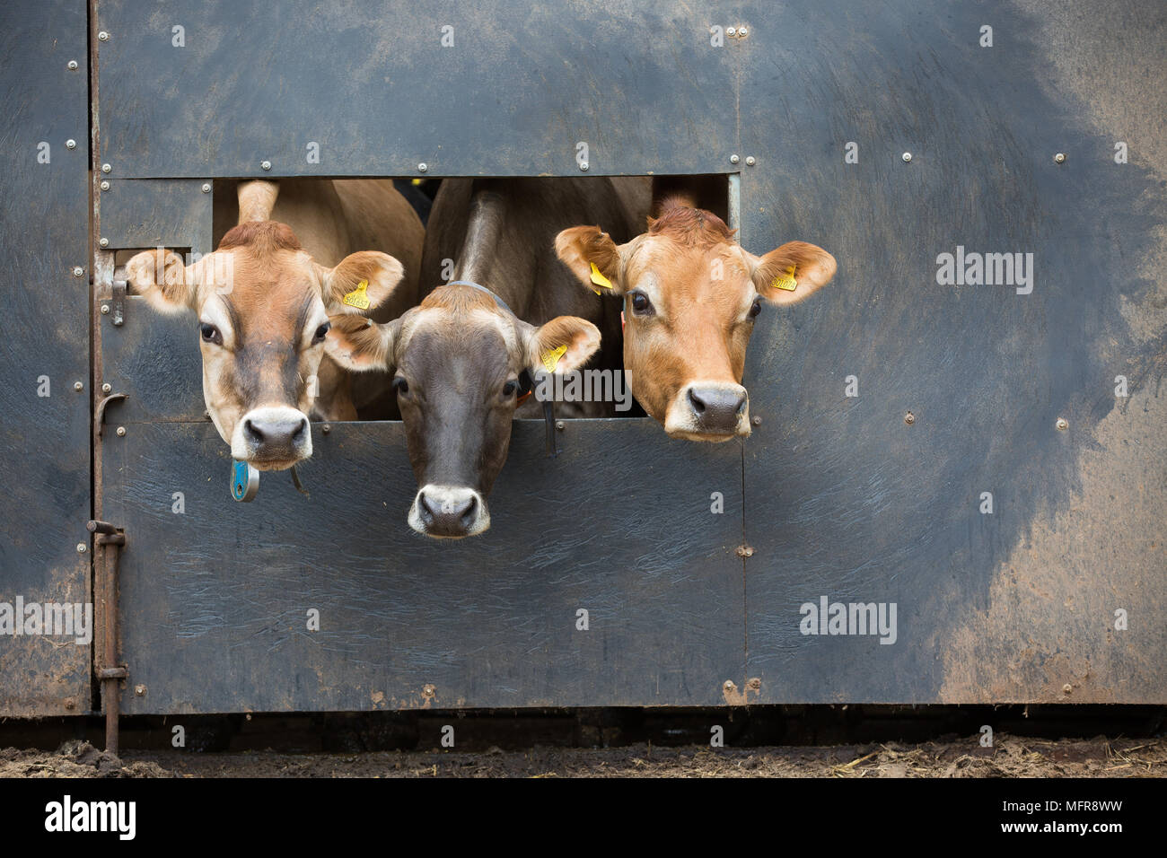 jersey cows looking through hole in door Stock Photo - Alamy