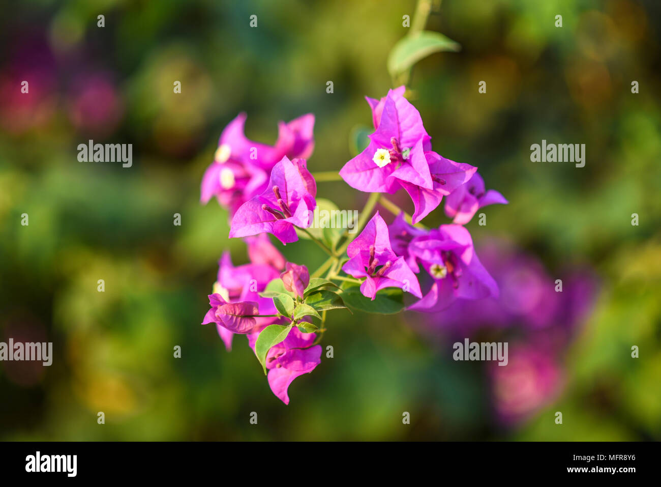 Violet bougainvillea flower blooming in a summer garden Stock Photo - Alamy