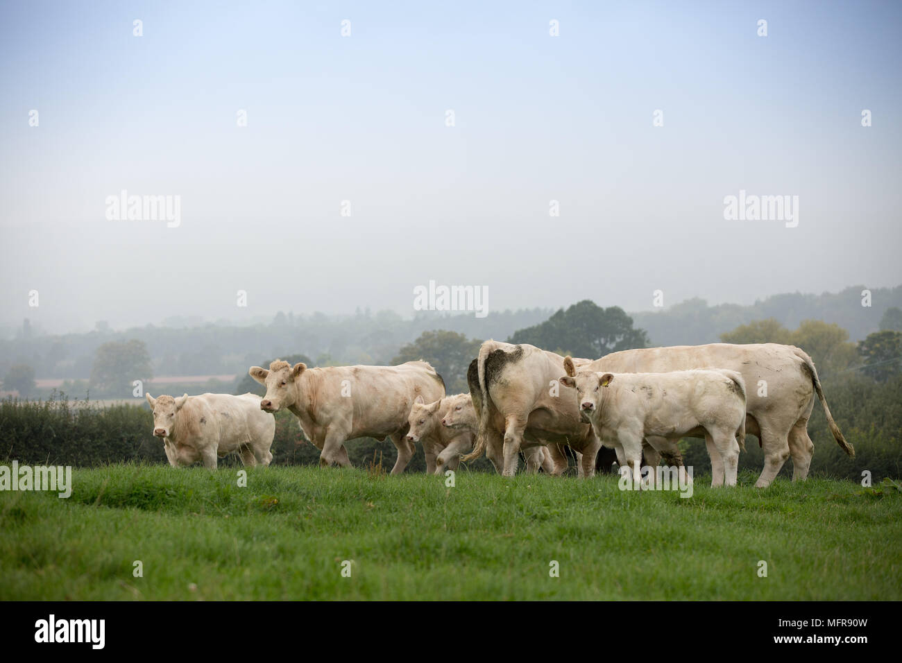Charolais cattle grazing in hi-res stock photography and images - Alamy