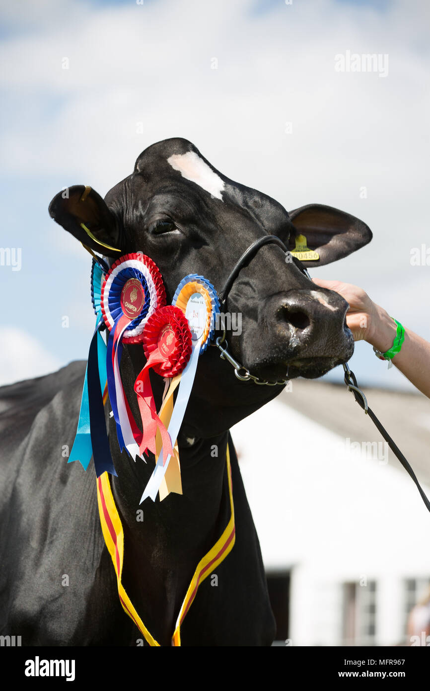Prize winning cow hi-res stock photography and images - Alamy