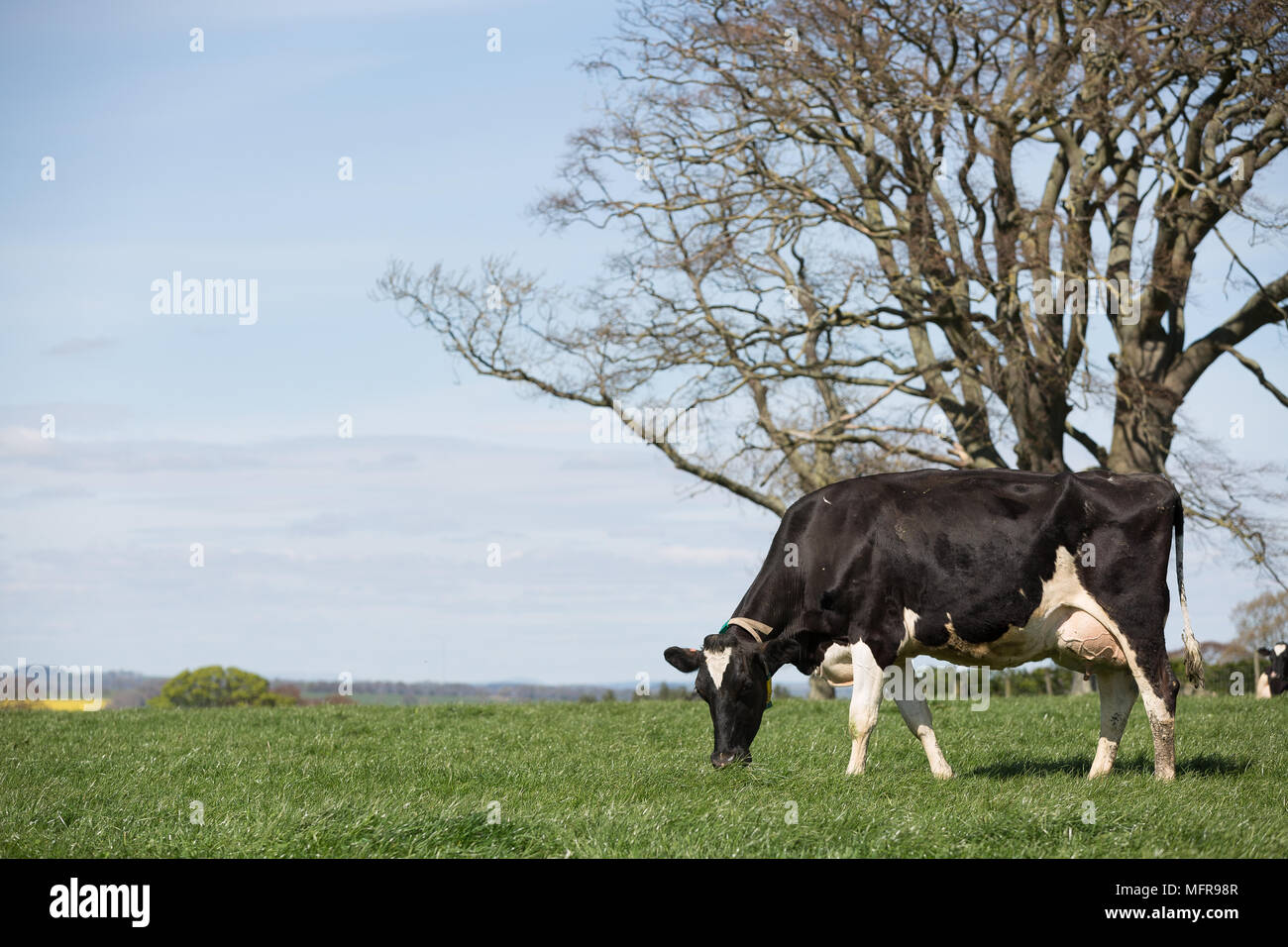 holstein dairy cow grazing in field Stock Photo - Alamy