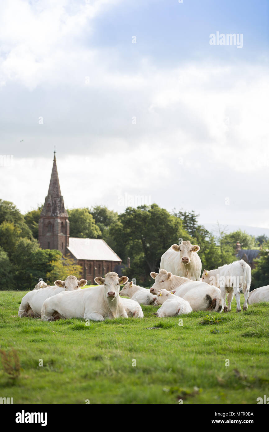 charolais beef cows in field with church in background Stock Photo - Alamy