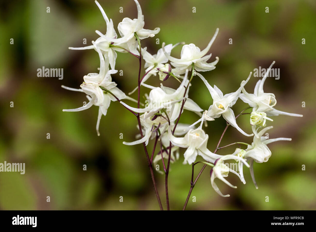 White flowers of Epimedium diphyllum spring flower Epimediums Stock ...