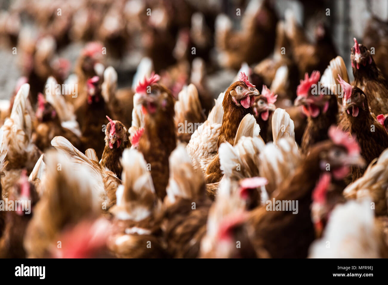 free range hens in group Stock Photo - Alamy