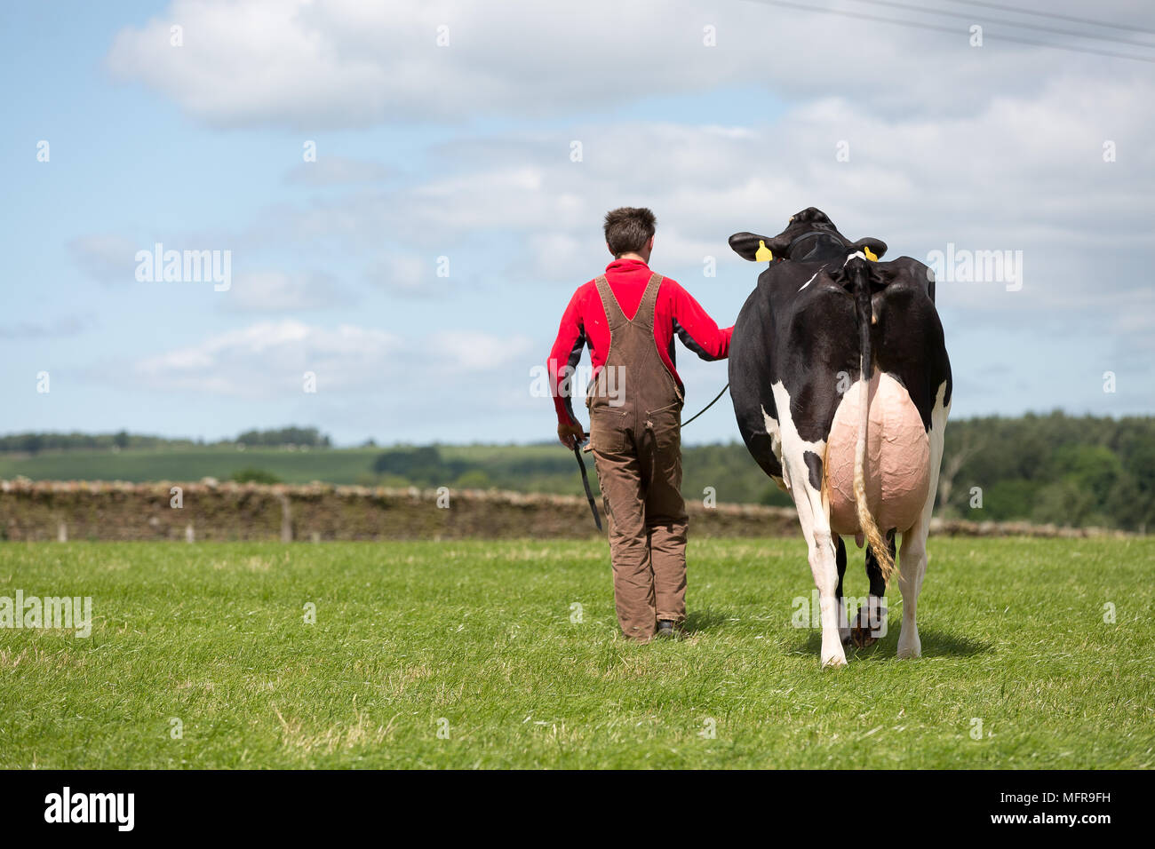 farmer leading cow across field Stock Photo - Alamy