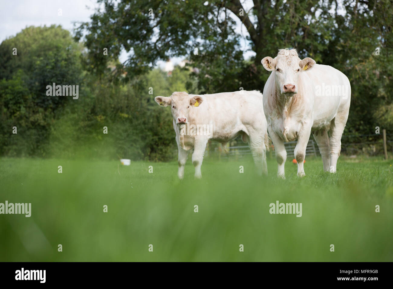 charolais beef cow and calf in field Stock Photo - Alamy