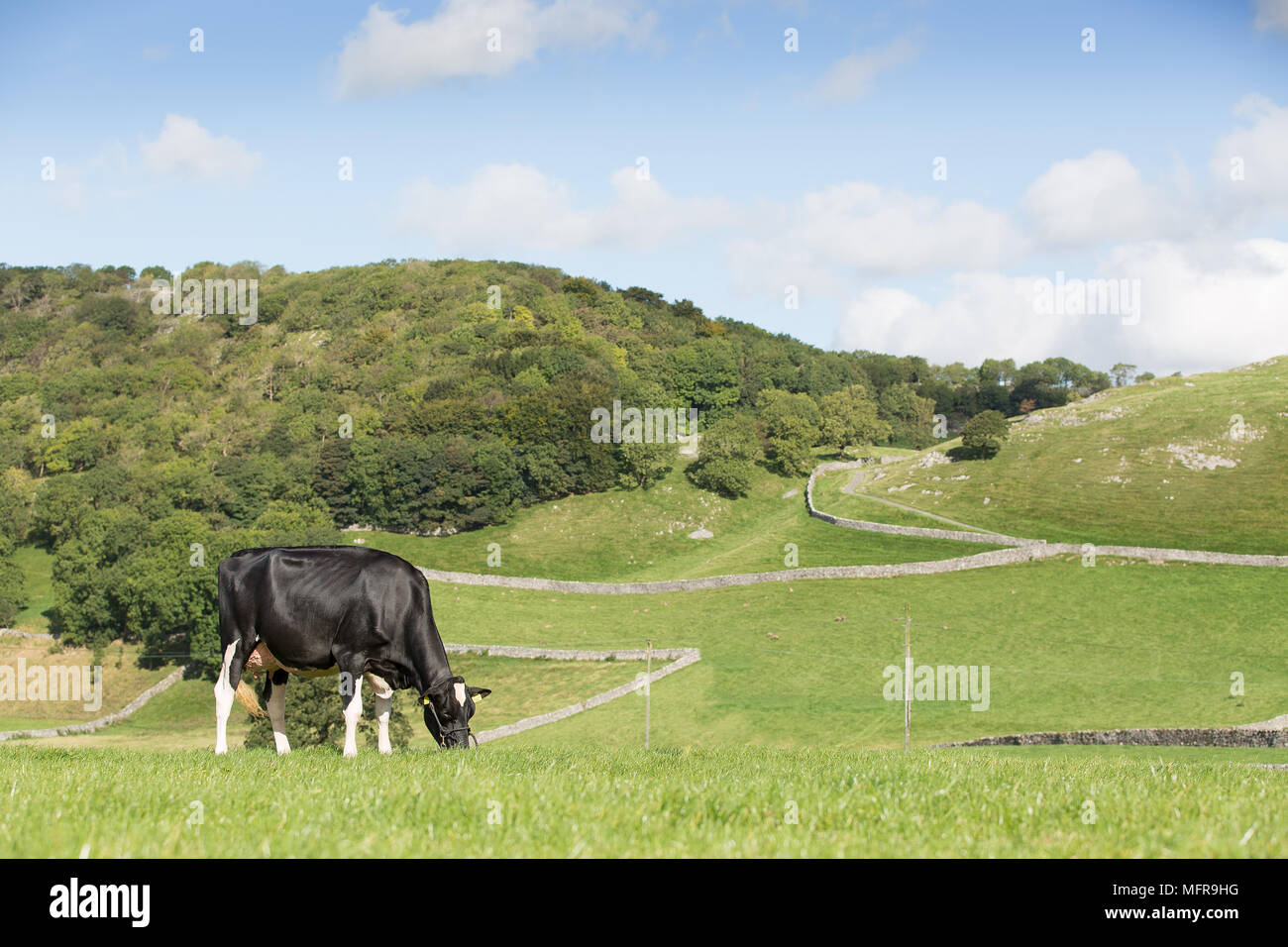 Cow field farm hi-res stock photography and images - Alamy