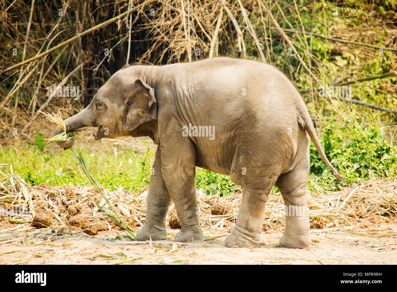 Baby Asian elephant in nature Stock Photo - Alamy