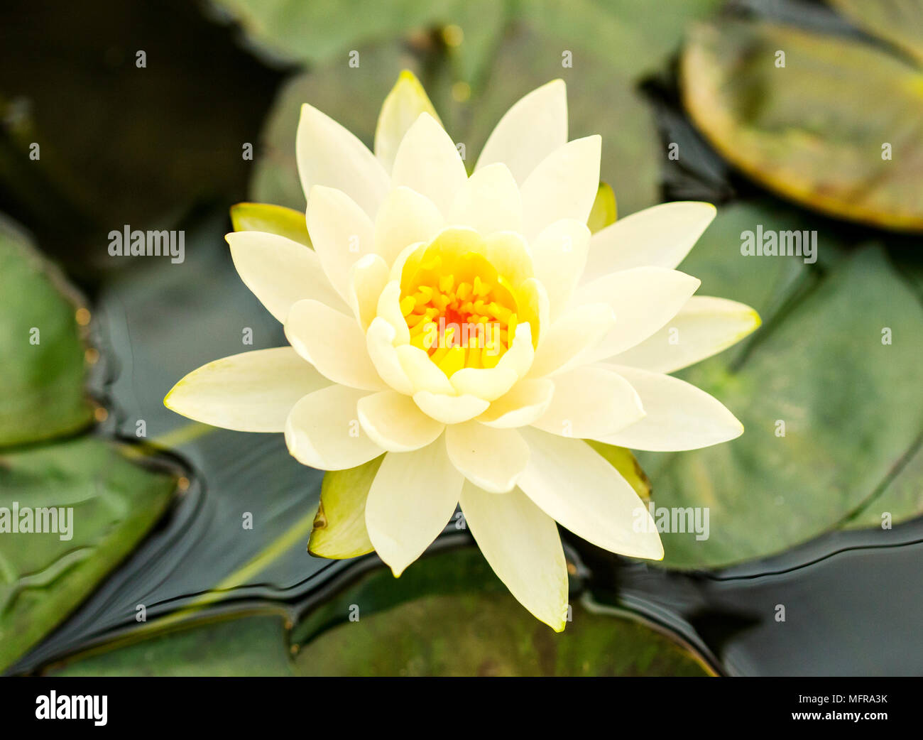 Pure white lotus blooming in a pond in botanical garden Stock Photo - Alamy