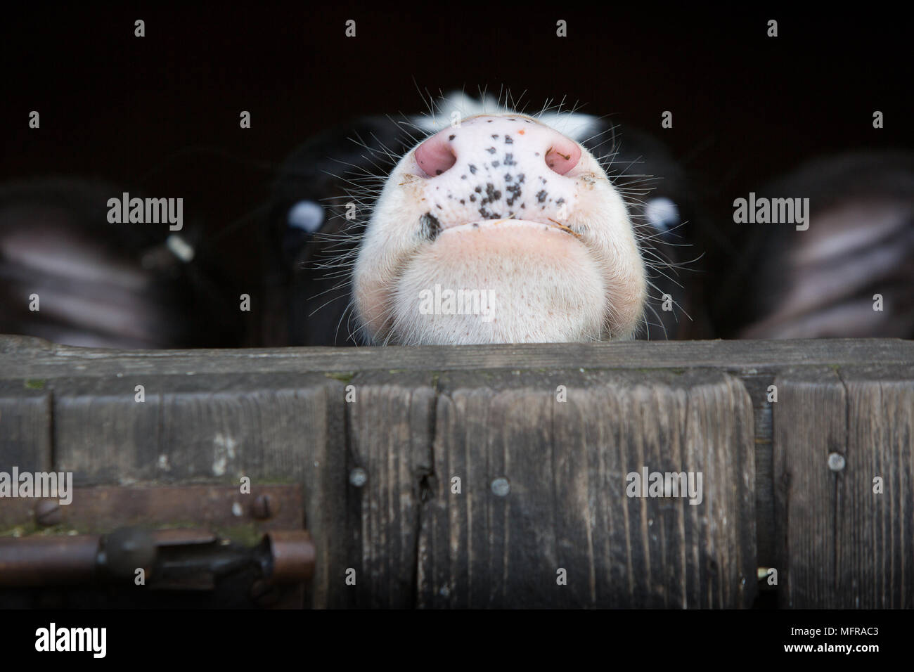 Calf nose hi-res stock photography and images - Alamy