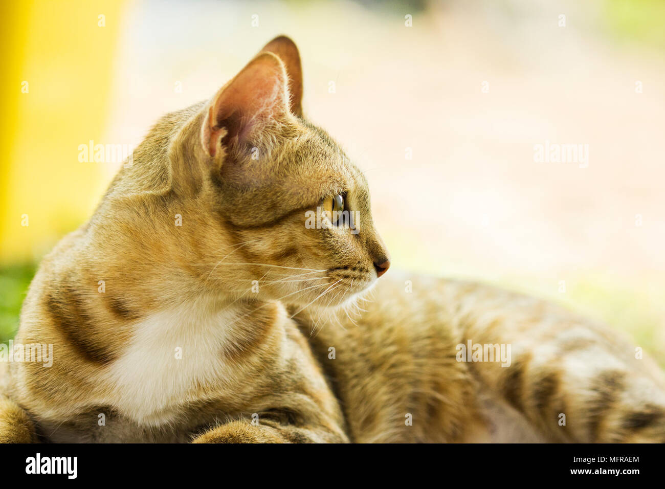 Domestic yellow cat Stock Photo - Alamy