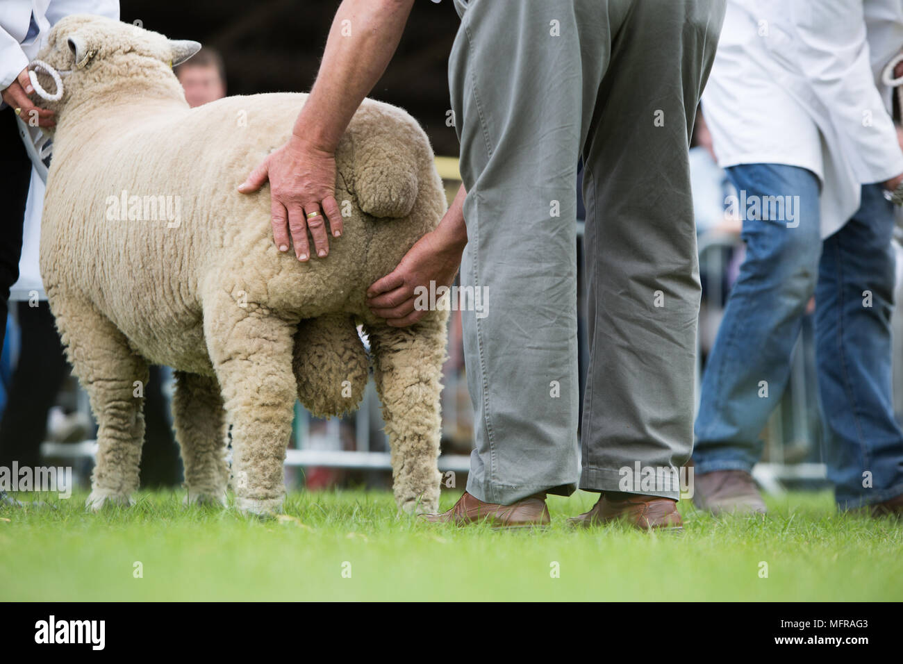 sheep being judged at show judge feeling hind quarters Stock Photo - Alamy