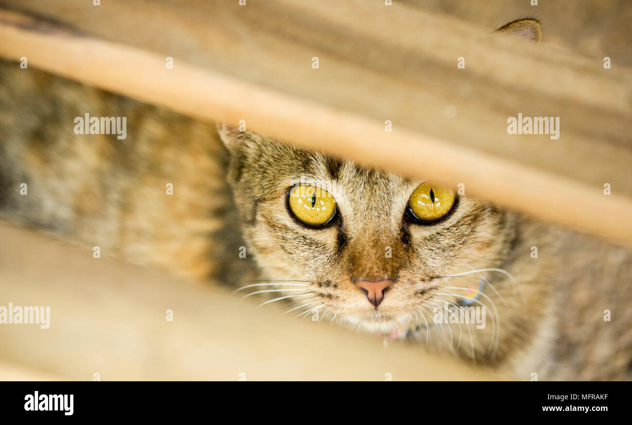 Frightened cat hi-res stock photography and images - Alamy