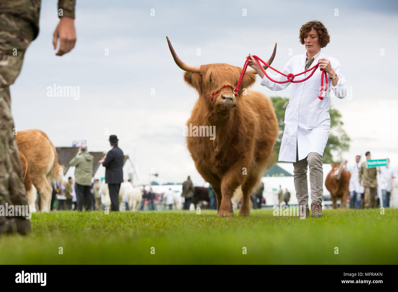 Highland cow being led at show Stock Photo - Alamy
