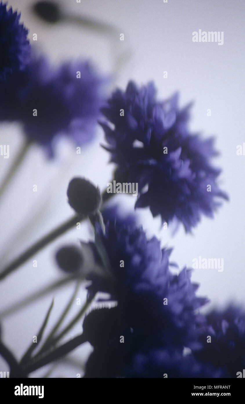 Close up of purple cornflowers Stock Photo - Alamy