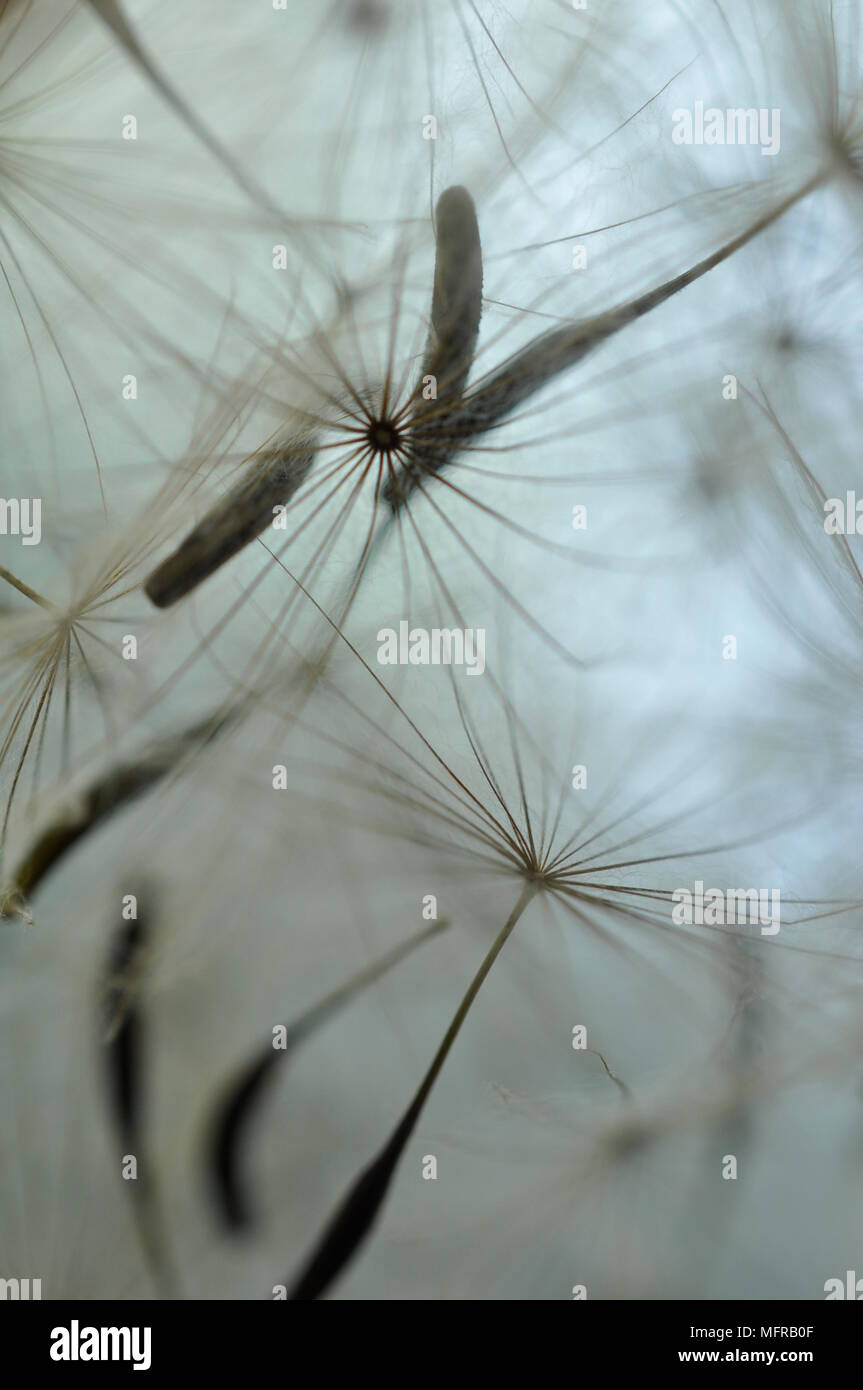 Floating seeds hi-res stock photography and images - Alamy