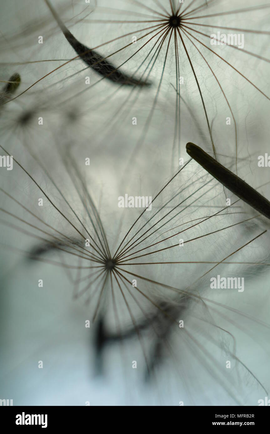 Close up of floating dandelion seeds blowing in mid air Stock Photo - Alamy