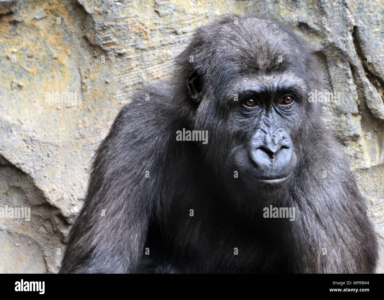 Female primate hi-res stock photography and images - Alamy