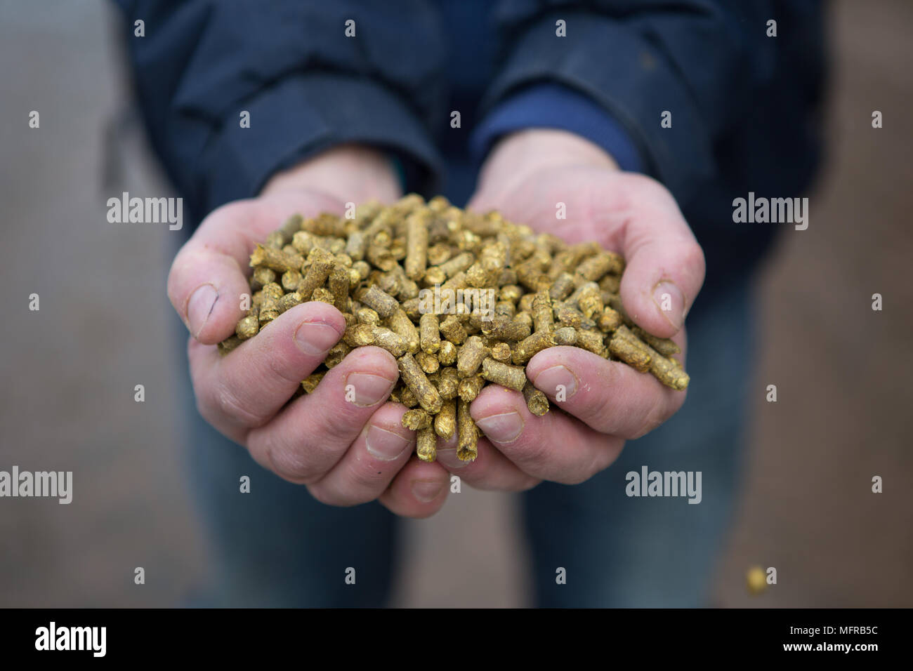 farmer holding feed in hands Stock Photo - Alamy