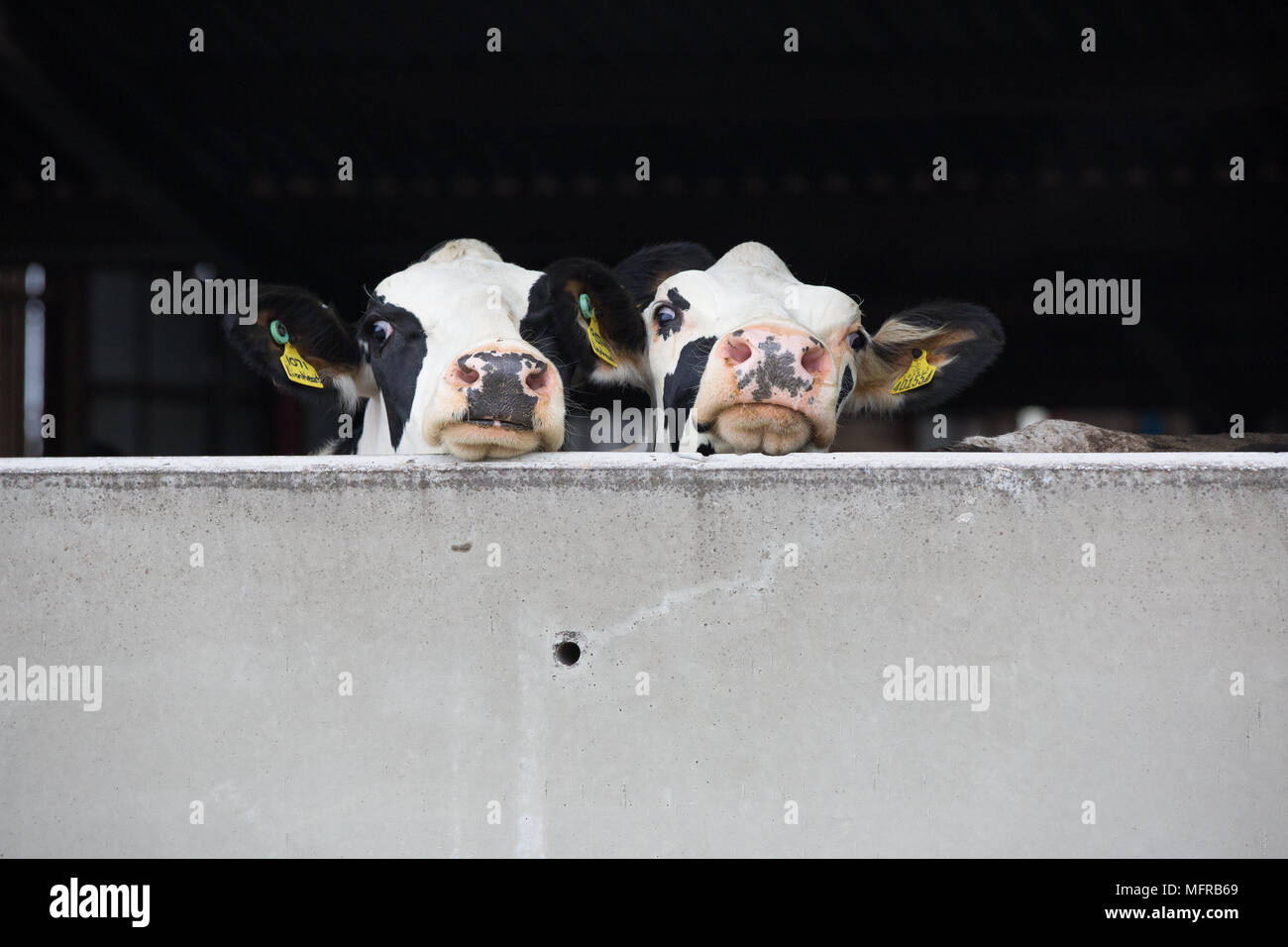 cows looking out over the top of gate Stock Photo - Alamy
