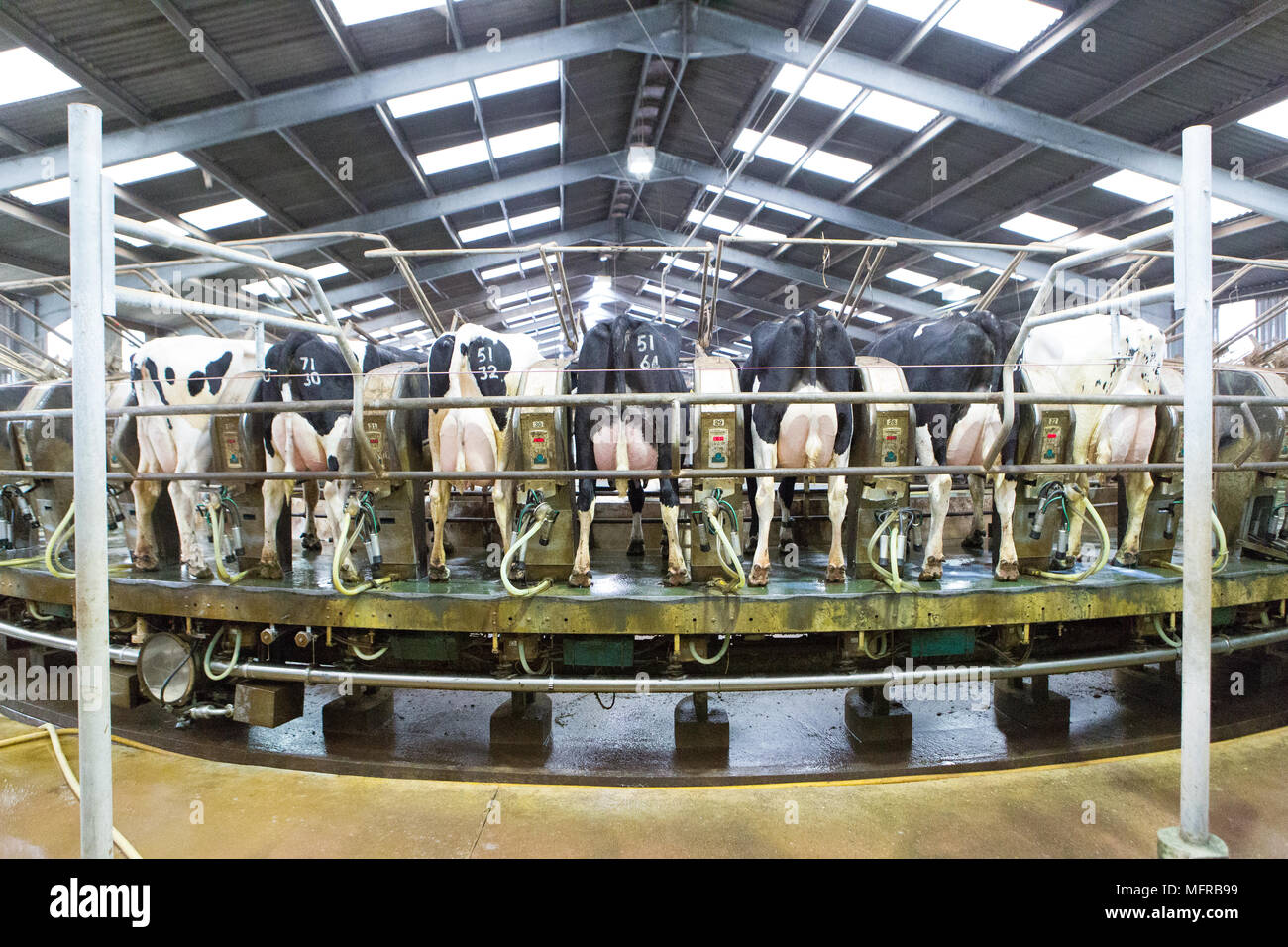 Rotary milking hi-res stock photography and images - Alamy